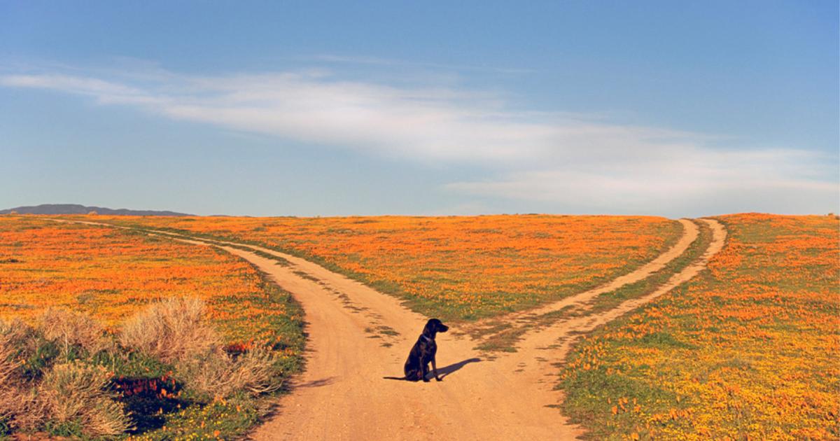 Come lavorare per un capo che cambia sempre idea - Hbr Italia